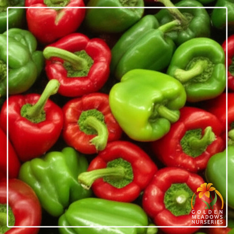 Bell Pepper 'Jupiter' – Golden Meadows Nursery(PTY)LTD