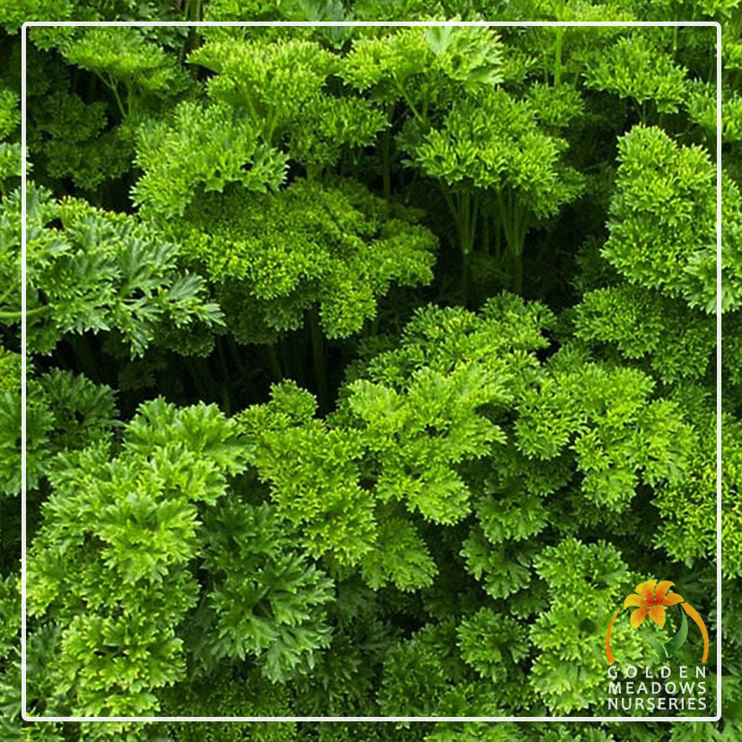 Parsley - Moss Curled – Golden Meadows Nursery(PTY)LTD