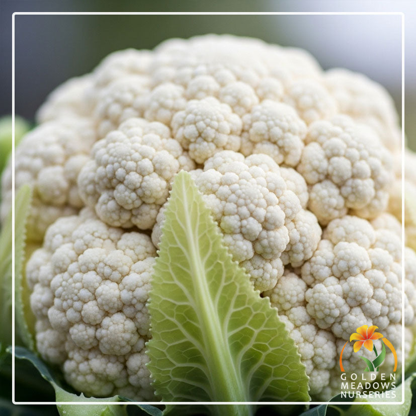 Cauliflower 'Snowball' – Golden Meadows Nursery(PTY)LTD